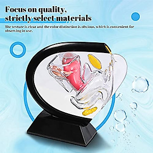 HamRoRung Transparent Uterus Model, Human Vagina Anatomical Model Female Reproductive Organ Model, Uterus Gifts Medical Teaching Models Gynecology Doctor Patient Communication Simulation