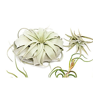 5 Pack of Large Tillandsia Air Plants - Xerographica, Juncea, Bulbosa, Caput Medusae & Harrisii- Live Succulent House Plants Availabe in Wholesale and Bulk - Easy Care Indoor and Outdoor Plants