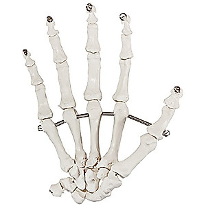 Axis Scientific Skeletal Hand | Right | Fully Articulated Flexible Hand Skeleton is Secured with Quality Wire to Demonstrate Movement | Includes Product Manual