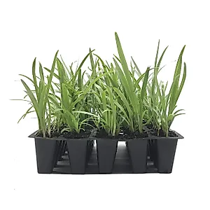 Agapanthus Getty White - 10 Live Plants - Blooming Groundcover Grass