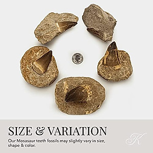 KALIFANO Authentic Fossilized Prehistoric Mosasaur Tooth from Morocco - Mosasaurus Teeth for Fossil Collections and Education Purposes (Information Card Included)