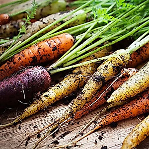 Dichmag 2000+ Rainbow Carrot Seeds for Planting - Organic Carrot Seeds Packet Grow Garden Yard - Multiple Colors Roots Vegetable Seeds(Non-GMO)