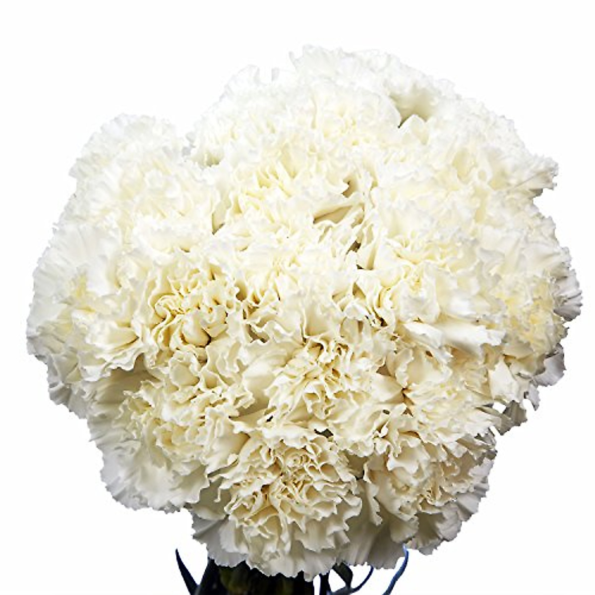 White Carnations- 100 Flower Delivery