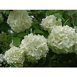 1 Old Fashion Snowball Viburnum (Viburnum opulus roseum)