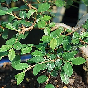 Brussel's Live Chinese Elm Outdoor Bonsai Tree - 7 Years Old; 8" to 10" Tall with Decorative Container
