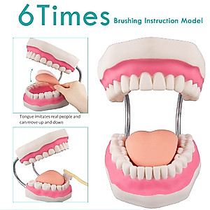 LVCHEN Mouth Model for Speech Therapy - 6 Times Dental Hygiene Teeth Models Dental Model with Movable Tongue and Denture Toothbrush