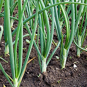 Mixed Red, White and Yellow Onion Sets 8 oz | Naturally Grown Non-GMO Bulbs - Easy to Grow Onion Assortment