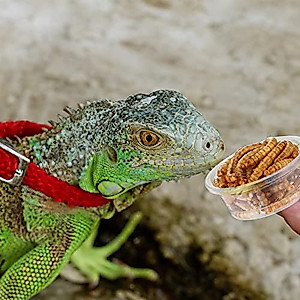 EBOOT 500 Pcs Gecko Food and Water Cups Small Plastic Feeder Cups Reptiles Accessories Reptile Water Bowl Gecko Food Cups Reptile Feeding Bowls for Gecko Lizards Tarantula and Other Small Pets (0.5oz)