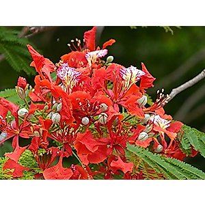 20 Seeds Delonix regia B6 Royal Poinciana Flamboyant Flame Tree Gulmohar
