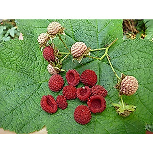 1142-Alaska Thimble Berry (Rubus parviflorus) Seeds by Robsrareandgiantseeds UPC0764425787679 Bonsai,Non-GMO,Organic,Historic Plants,Sacred, 1142 Package of 5 Seeds