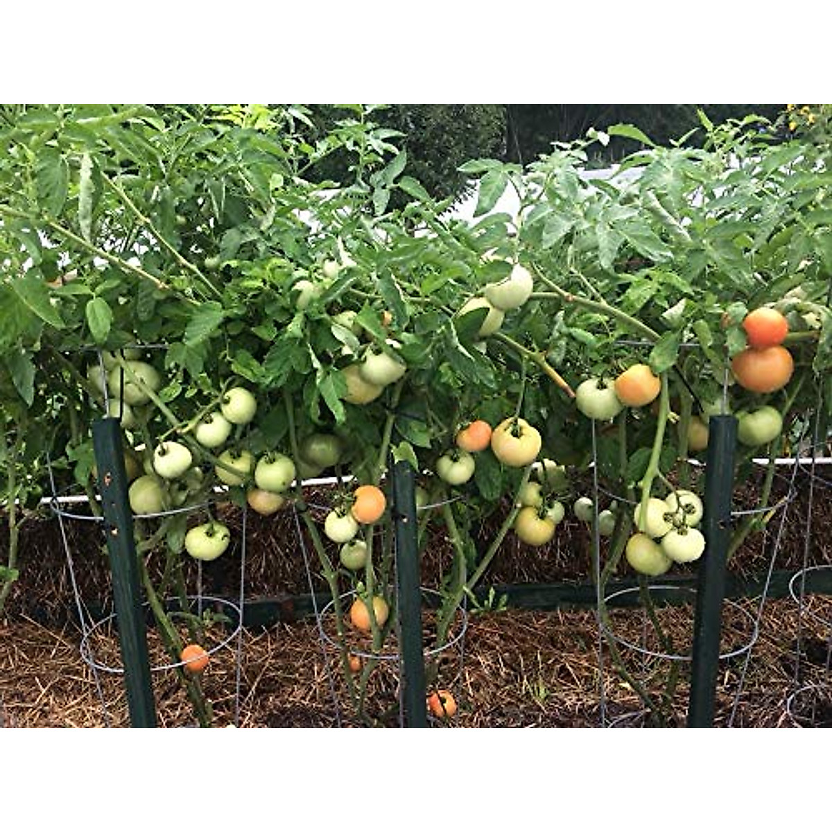 BaleBuster4 Starter Kit Includes Straw Bale Gardens Complete Book with Instructions for Step-by-Step Garden Set up.