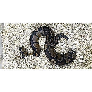 Old Dominion Hemp Small Animal Hemp Bedding, Low Du, Expands to 30 quarts, Reduces Odors, Chicken Bedding, Rabbit Bedding, Reptile Bedding, Hamer Bedding, Gerbil Bedding, Rat & Mice Bedding