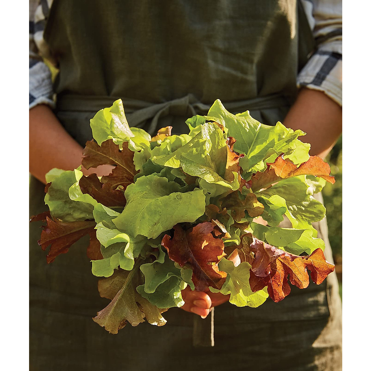 Burpee Looseleaf Blend Lettuce Seeds 1500 seeds