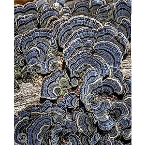 100 Turkey Tail Mushroom Spawn Plugs to Grow Gourmet and Medicinal Mushrooms at Home or commercially.