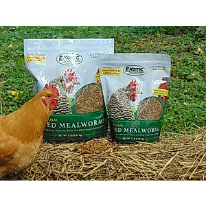 Dried Mealworms - 100% Natural, Non-GMO, High Protein, Bulk Insect Treat for Chicken, Laying Hen, Chick, Wild Bird, Bluebird, Duck, Goose, Turkey, Chickadee, Titmice, Wren, Reptile, Fish (10 lb.)
