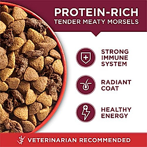 Purina ONE Small Bites Beef and Rice Formula Small High Protein Dry Dog Food Natural with Added Vitamins, Minerals and Nutrients - 31.1 lb. Bag