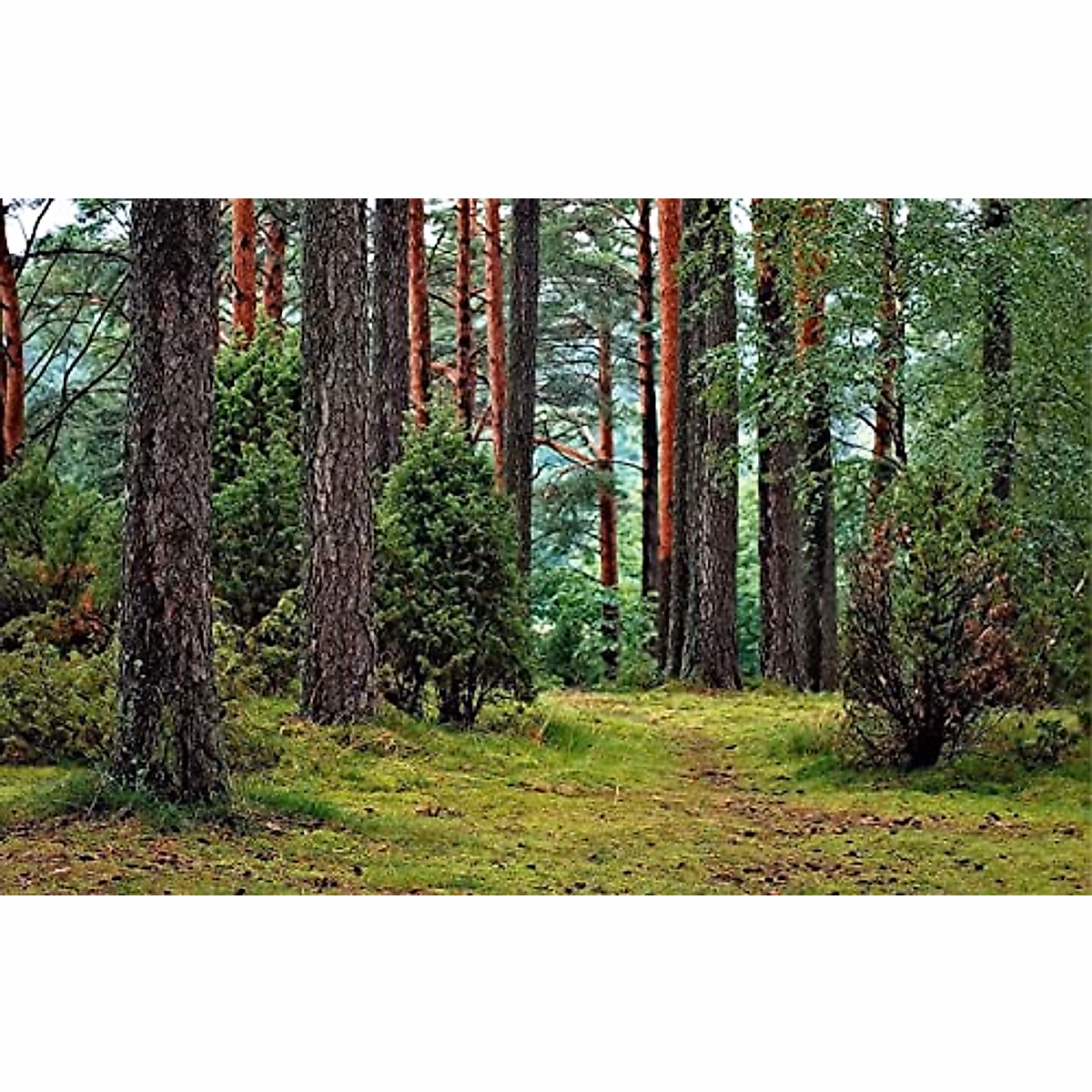 MAHOGANY & TEAKWOOD SOY WAX MELTS, Highly Scented All Natural Soy Wax Melts, Handmade in the USA By Hush Candles | 2.5oz