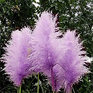 100+ Pcs Mix Pampas Grass Seeds Heirloom Ornamental Grass Seeds Rare Plants Decor Garden
