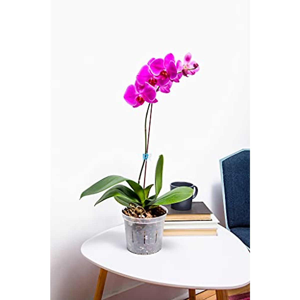 rePotme Orchid Pots - 8 Pack of Slotted Clear Pots with Holes, 3, 4, 5, 6 Inch Sizes for Indoor/Outdoor, Ideal for Repotting