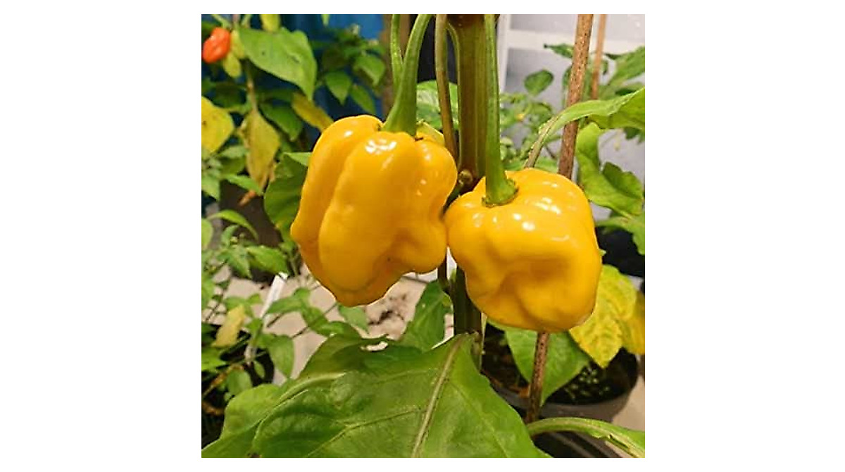 Yellow Trinidad Moruga Scorpion Seeds - Extreme Heat! Grow Your Own
