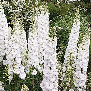 CHUXAY GARDEN White King Delphinium-Larkspur 150 Seeds Rare Ranunculaceae Flowering Plant White Angel Ornamental Garden Shows Low-Maintenance