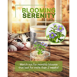 Bloomify Persian Violet (Exacum Affine) - Live Flower Terrarium in Self Sustaining Glass Jar, Maintenance Free and Blooms All-Season, Great Unique Gift and Home Decor, 100% Growth Guarantee
