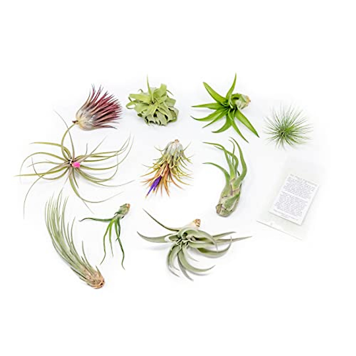 Grab Bag Pack Small & Medium Air Plants - Fertilizer Packet - Wholesale - Bulk - Live Tillandsia - Easy Care House Plant - Succulents, 10 Count (Pack of 1)