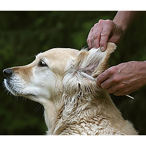 PAUSMAM 200 Pcs 6 Inch Professional Large Cotton Swabs for Dog, Bamboo Cotton Buds of Medium and Large Pets Ears Clean