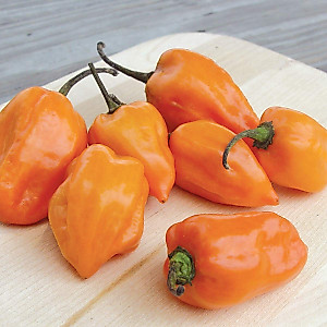 Burpee Habanero Hot Pepper Seeds 75 seeds