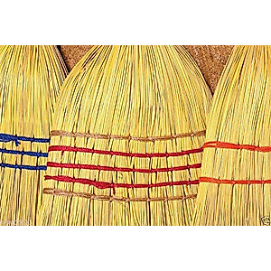 BROOM CORN SEEDS - Sorghum vulgar Mixed,Cream,Gold,Red, Brown,Burgundy and More(3000 Seeds)