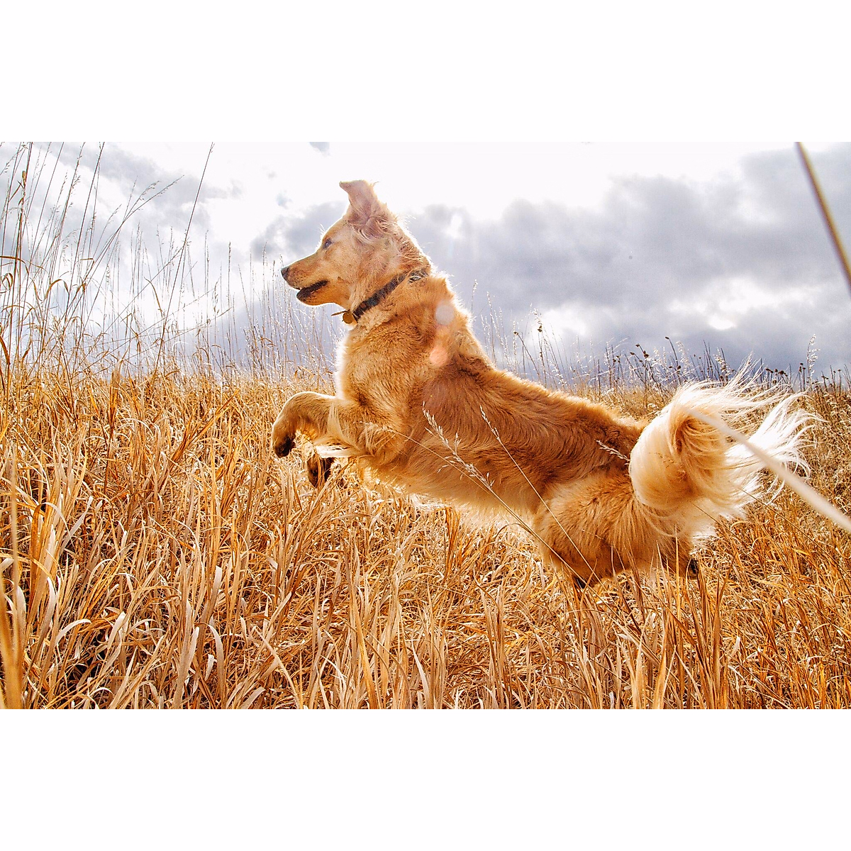 In Clover Jump Soft Chews for Daily Joint Care and Endurance Support for Dogs