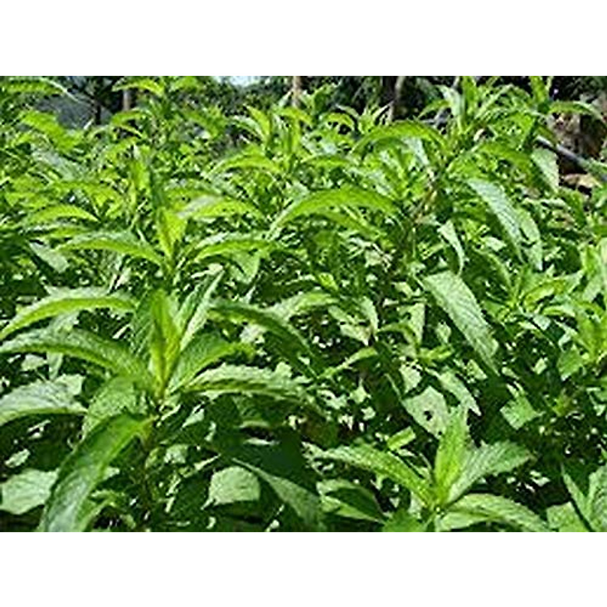 Summer Savory Seeds - Every herb Garden Needs Savory Seeds-(25 - Seeds)