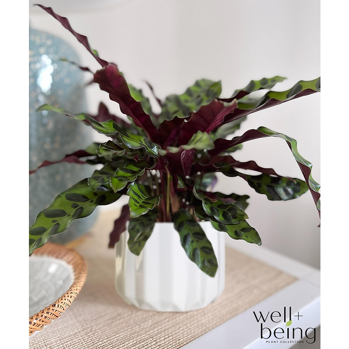 Nature's Way Farms Calathea Goeppertia Insignis Rattlesnake Live Houseplant (7-11 inches Tall) in Growers Pot