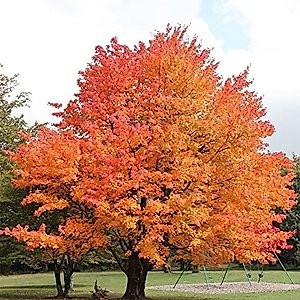 QAUZUY GARDEN- 20 Sugar Maple Seeds, Acer Saccharum Tree Seeds, Colorful and Striking Landscaping Plant for Garden and Outdoor Easy to Grow Fast-Growing