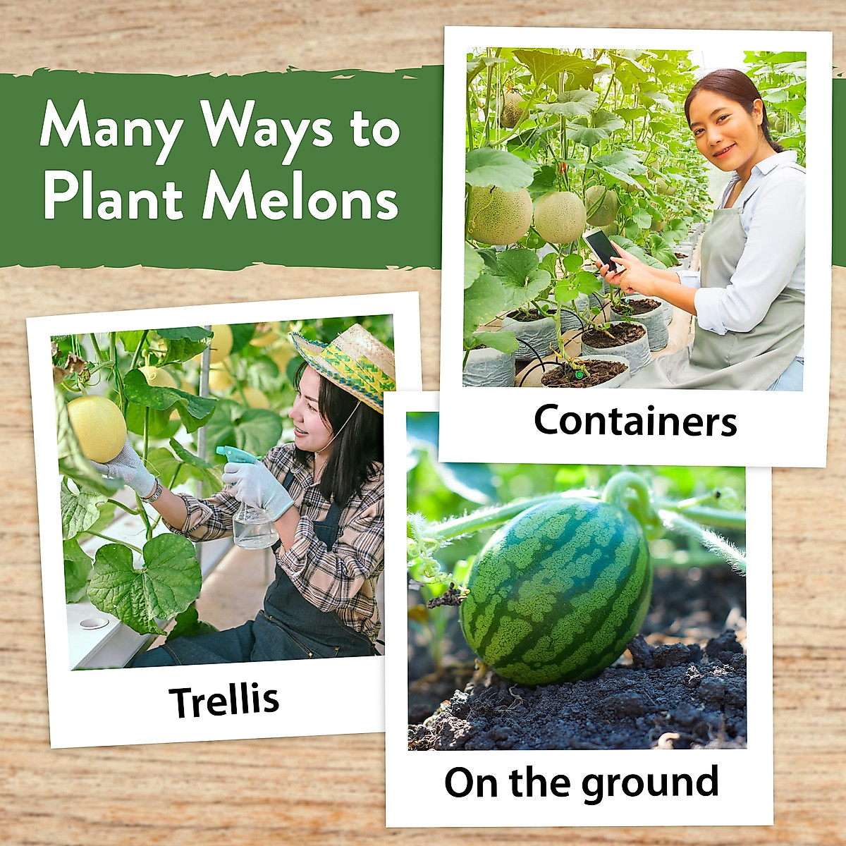 HOME GROWN 5 Melon Fruit Seeds Variety Pack - Watermelon Seeds, Melon ...
