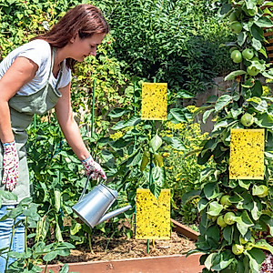 PESTCON 10PCS Yellow Sticky Traps for Plants Fungus Gnats Sticky Traps for Indoor or Outdoor Hanging Fruit Fly Traps for Catching Mosquitoes Whiteflies Aphids Leafminers... Twist Ties Included