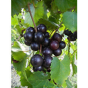 20 Red Noble Muscadine Grape Vine Cuttings Planting Ornaments Garden Perennials Simple to Grow Pots Gift