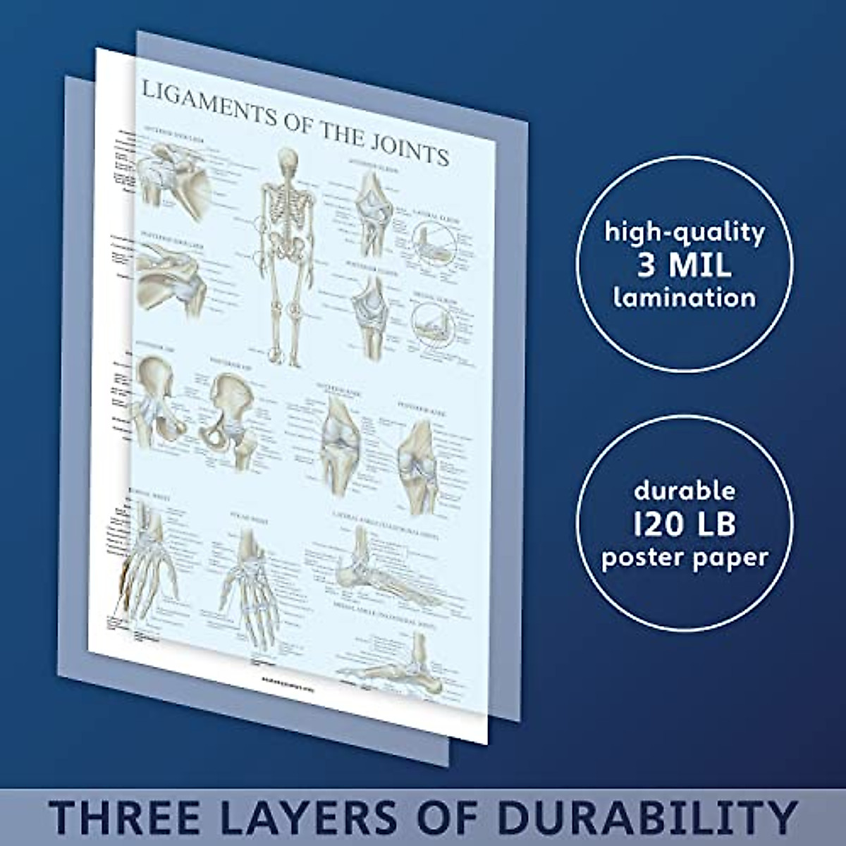 Palace Learning 4 Pack - Anatomical Poster Set - Laminated - Muscular, Skeletal, Ligaments of the Joints, Brain - Anatomy Chart Set (LAMINATED, 18” x 24”)