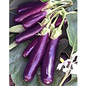 Eggplant, Long Purple Eggplant Seeds, Heirloom, Non GMO, 25 Seeds, Garden Seed, Long Purple, Heirloom, Non GMO, 25+Seeds, Garden Seed
