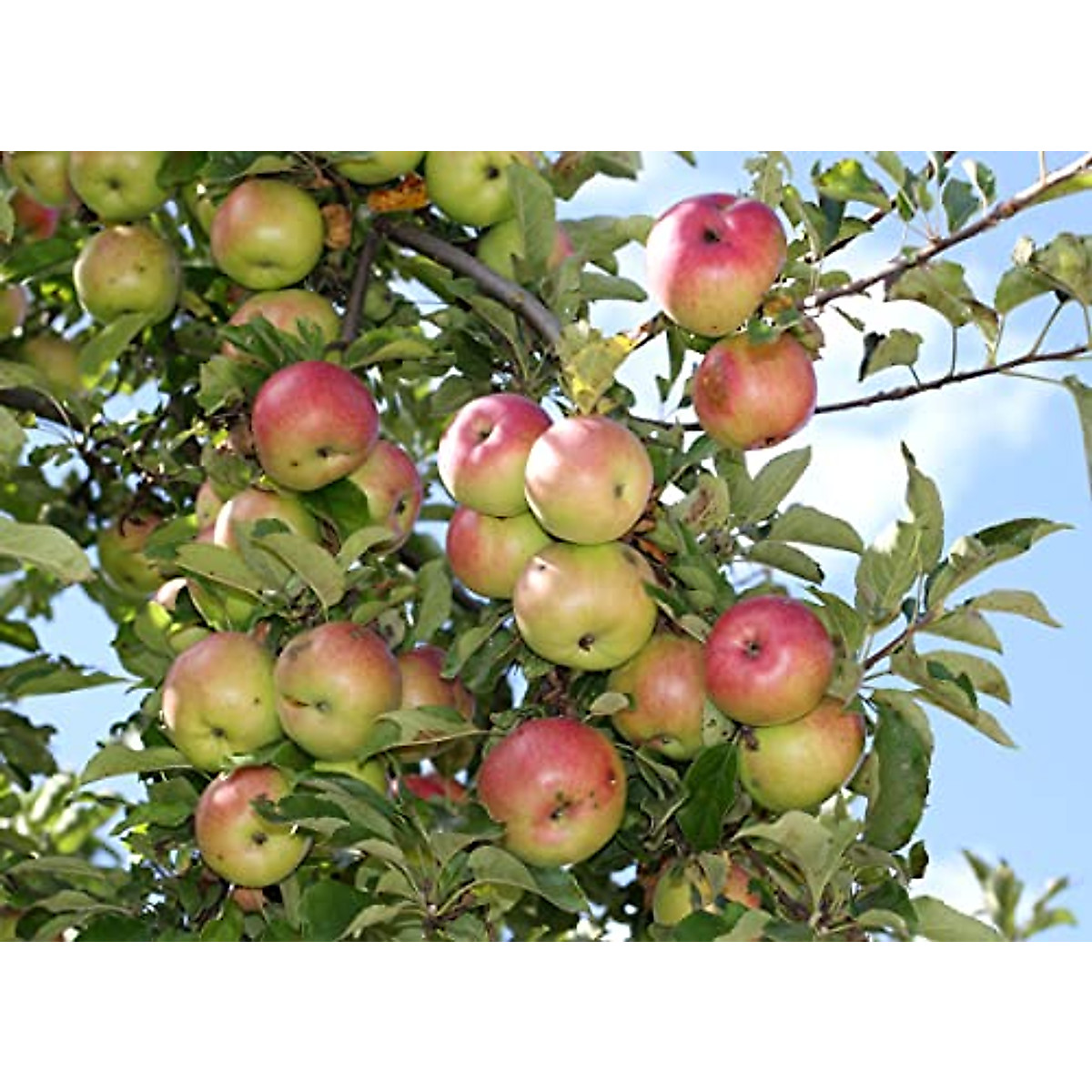Apple Tree | Seed Grow Kit | The Jonsteen Company