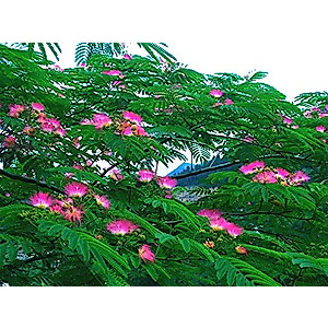 20+ Pink Albizia Julibrissin Tree Flowers Seeds Acacia Mimosa Home Bonsai