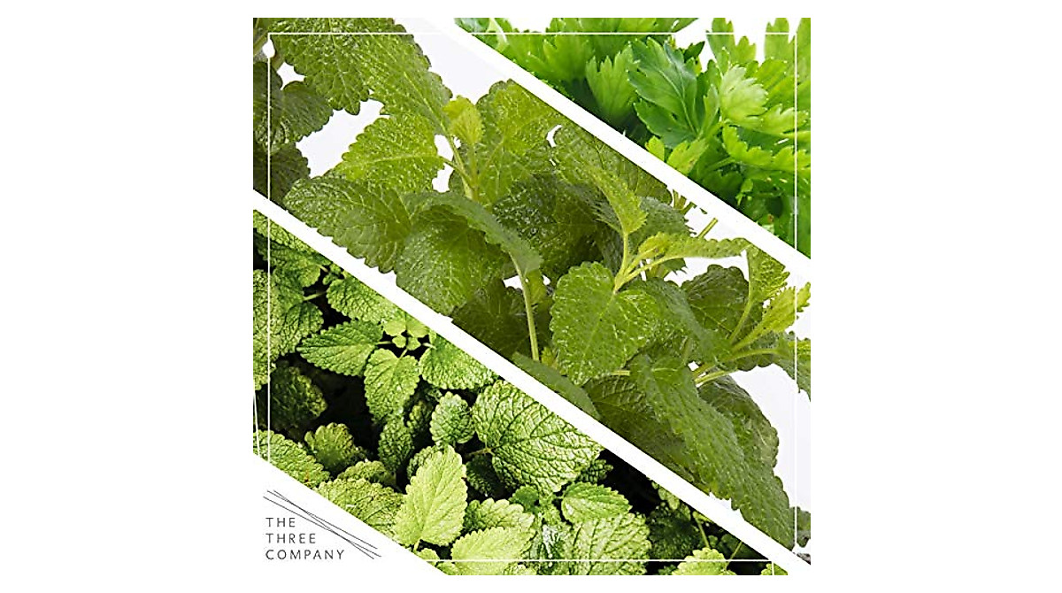 Herb Assortment - Grow Fresh Rosemary, Sage, Lavender & More
