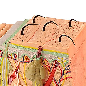 Skin Magnified Model, Simple Design Widely Used Portable Brand New Premium Quality for Home