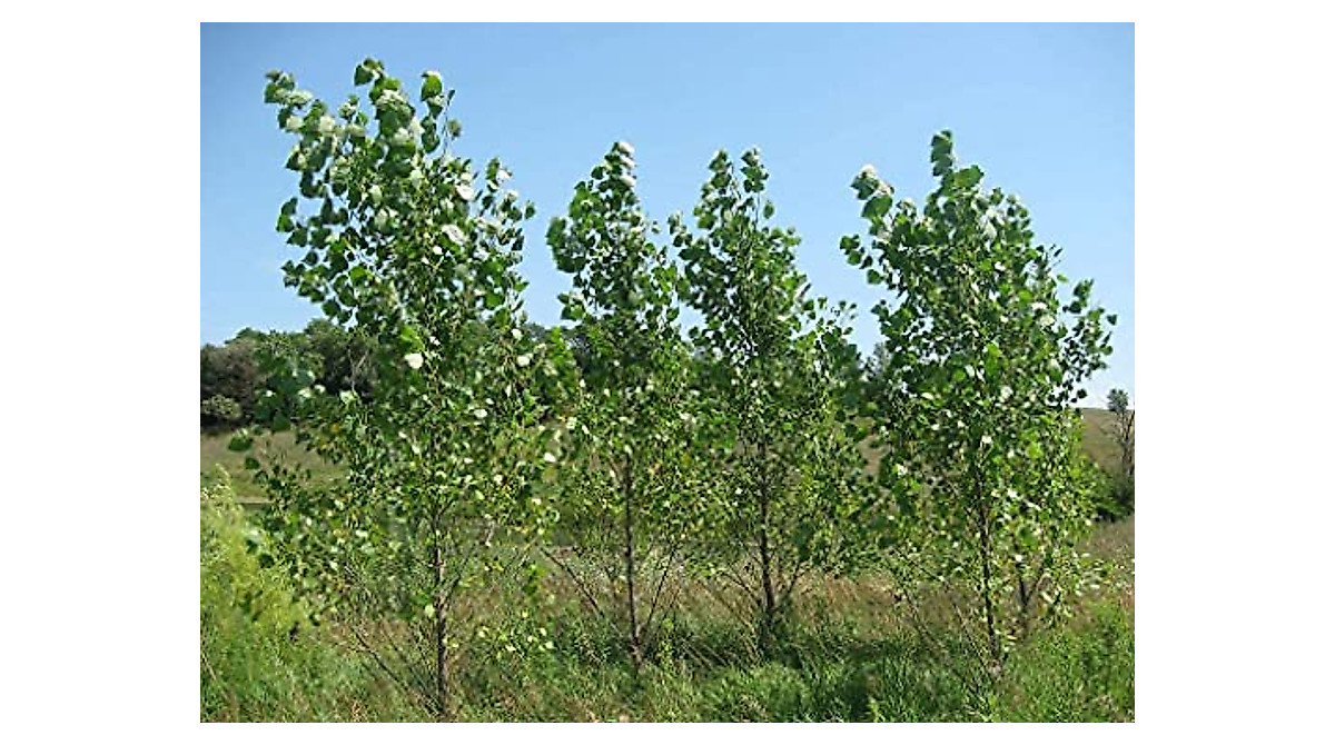 Fast Growing Hybrid Poplar Tree Cuttings for Privacy & Shade