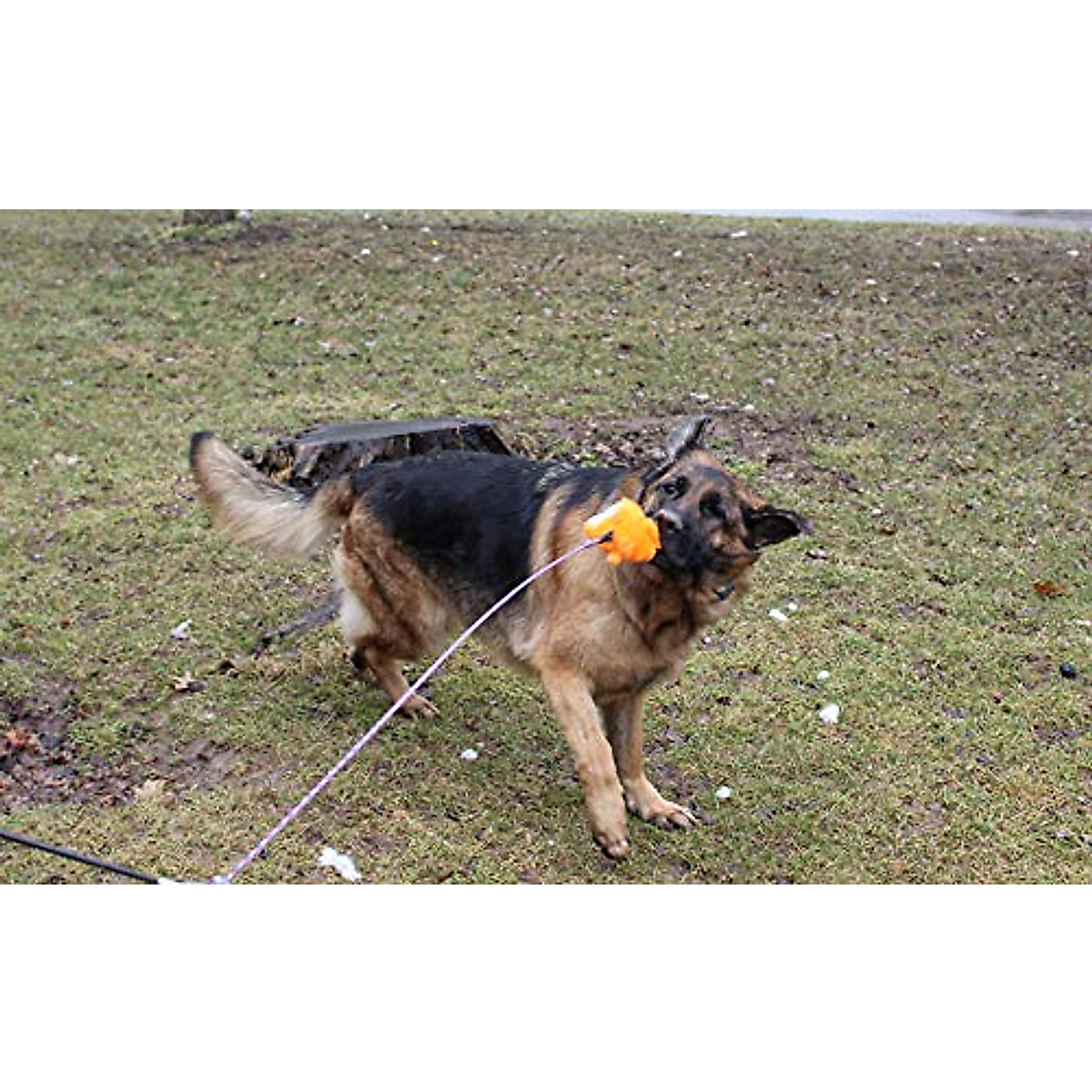 Jalousie Collapsible Dog Flirt Pole with Three Squeaky Toys Plush Toys Dog Teaser Wand Chase it Dog Toy with Refills (Dog Flirt Pole w/ Three Toys) - Upgraded Rope