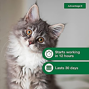 Advantage II Kitten Vet-Recommended Flea Treatment & Prevention | Cats 2-5 lbs. | 2-Month Supply