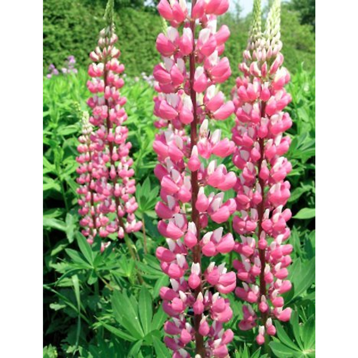 Foxglove Flower Seeds for Planting, 5500+ Heirloom Flower Seeds Per Packet, (Isla's Garden Seeds), Non GMO Seeds, Scientific Name: Digitalis