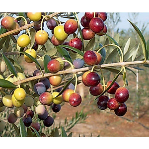 Arbequina Olive Tree - Beautiful Live Plant - 6 Inch Pot - Grow Your Own Olives Indoors - Olea Europaea