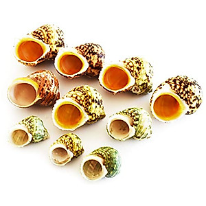 Select 10 Hermit Crab Shells Turbo Changing Seashells Small-Medium 1"-2" Size (Opening Size 5/8" - 1") Beautiful