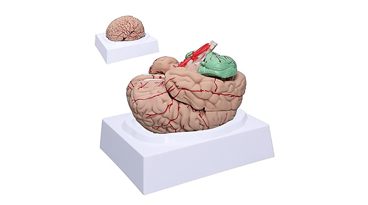 Brain Anatomy Model Life Size Human Brain Model 8-Part Neuroscience ...